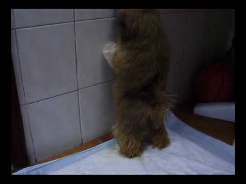 Cachorra fazendo xixi em pé