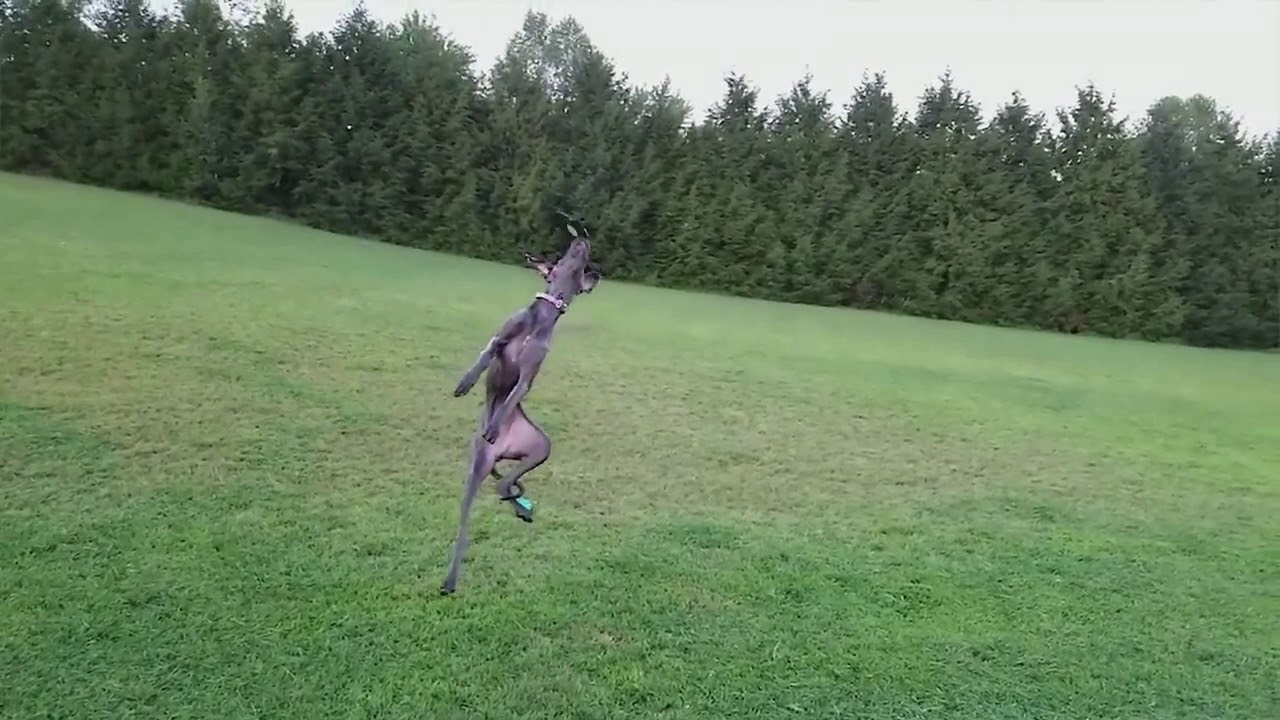 Reverse Video of Funny Dogs (Backwards Video) - YouTube