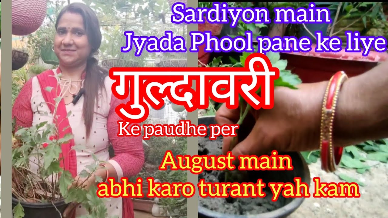 guldavari (Chandrmallika) per dher Sare Phool chahie to Abhi karo ...