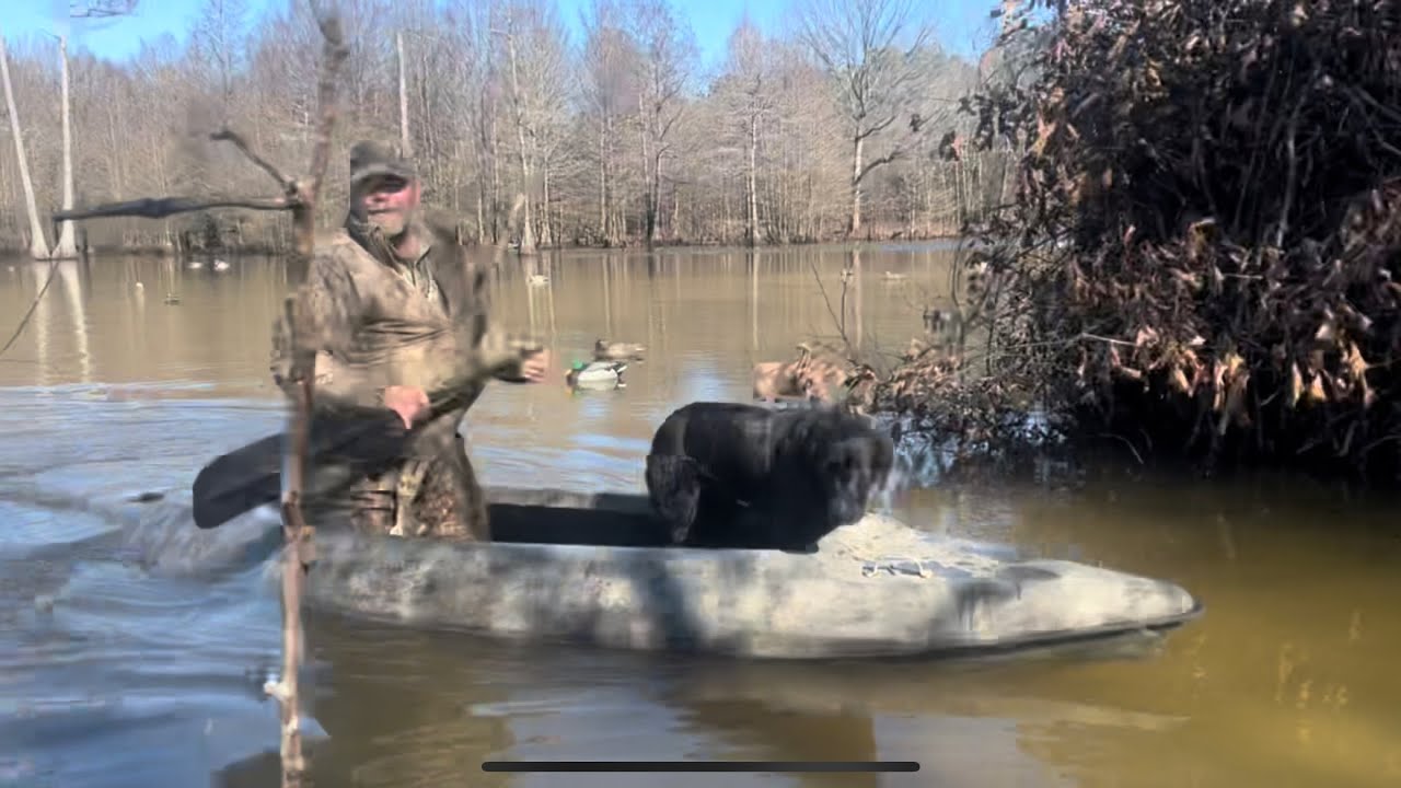 ARKANSAS MALLARD HUNT in CYPRESS OXBOW - YouTube