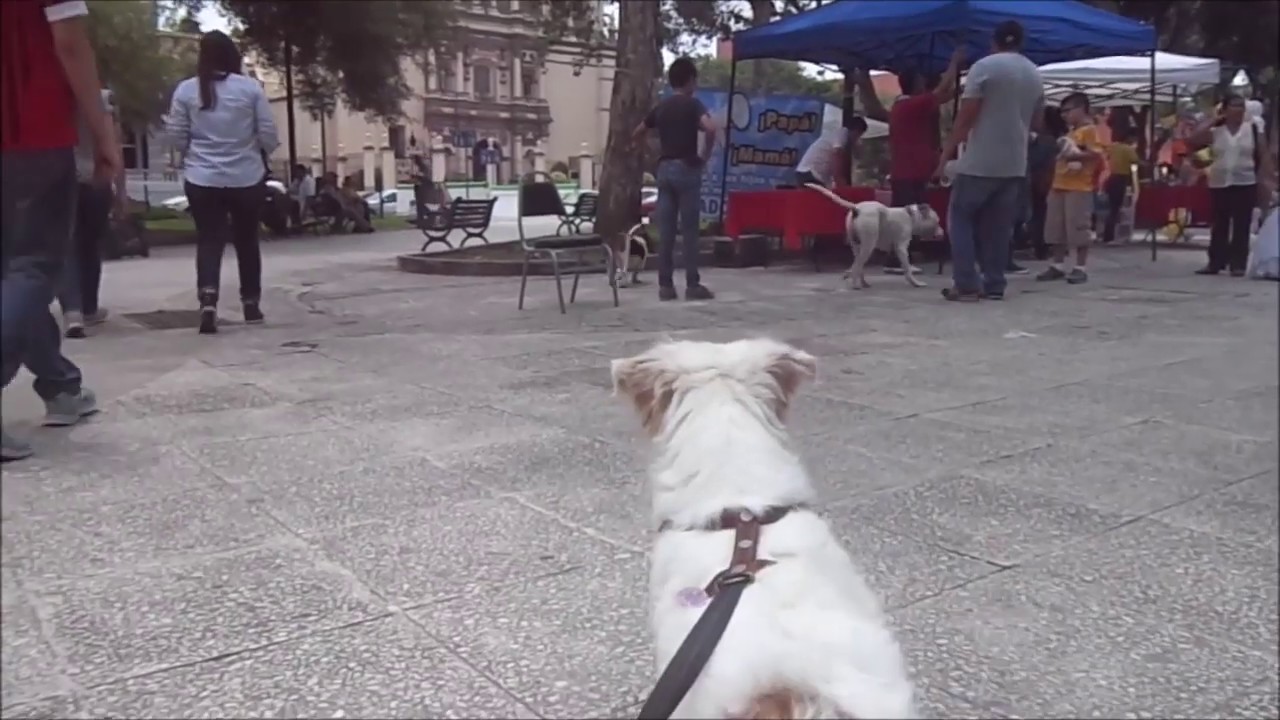 Angelo en el Barrio Antiguo - YouTube