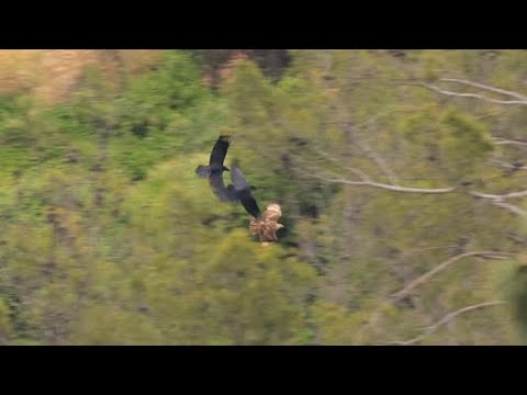 Mated pair of ravens attack red tailed hawk - Part 2 - YouTube