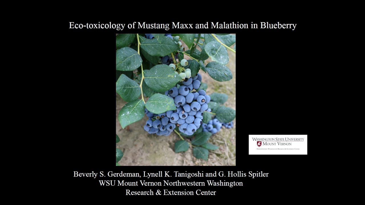 Relationship Between MRLs and SWD Efficacy in Blueberry and Red ...