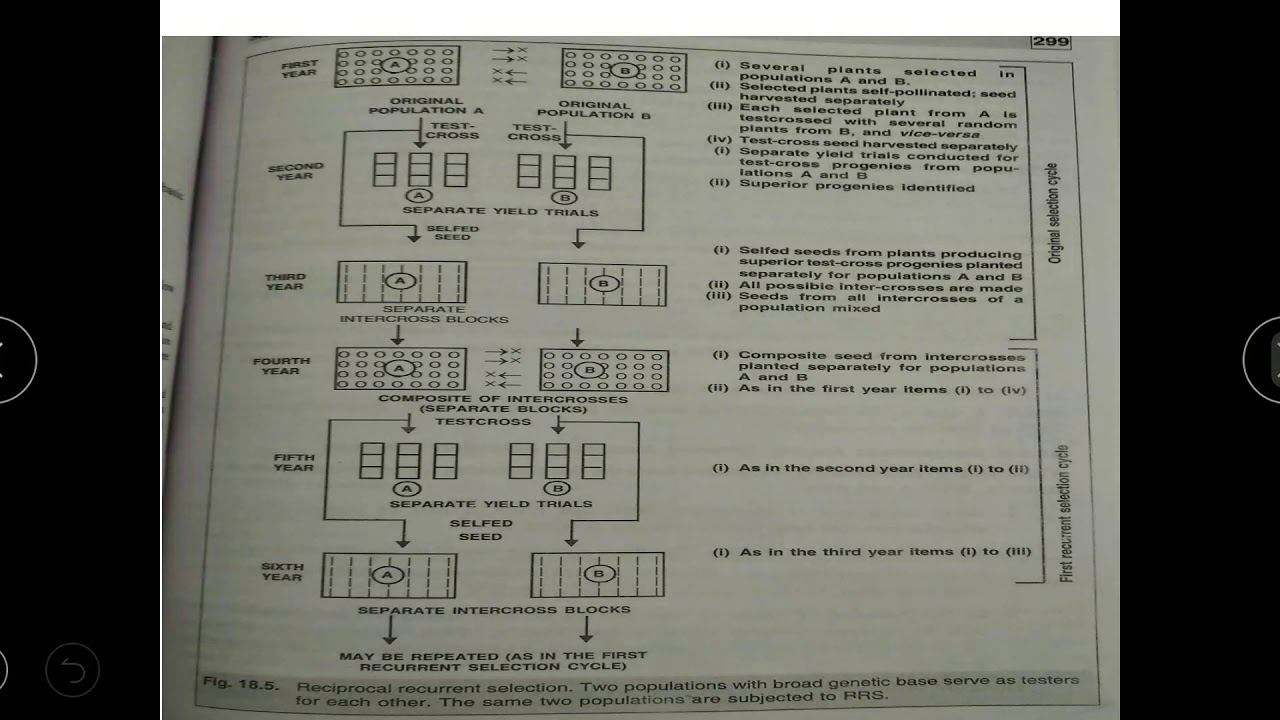 Reciprocal Recurrent Selection | easy explained | Population ...