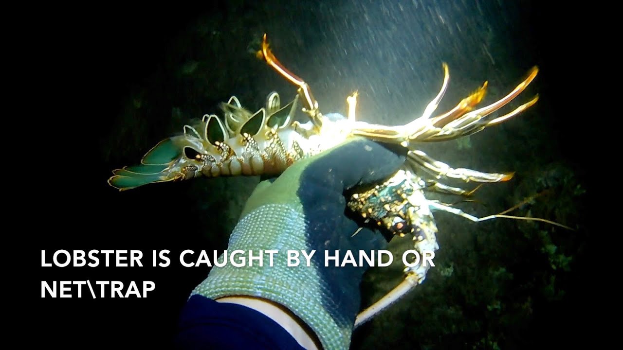 Catch and cook lobster - Kauai Hawaii - spooky night dive - YouTube