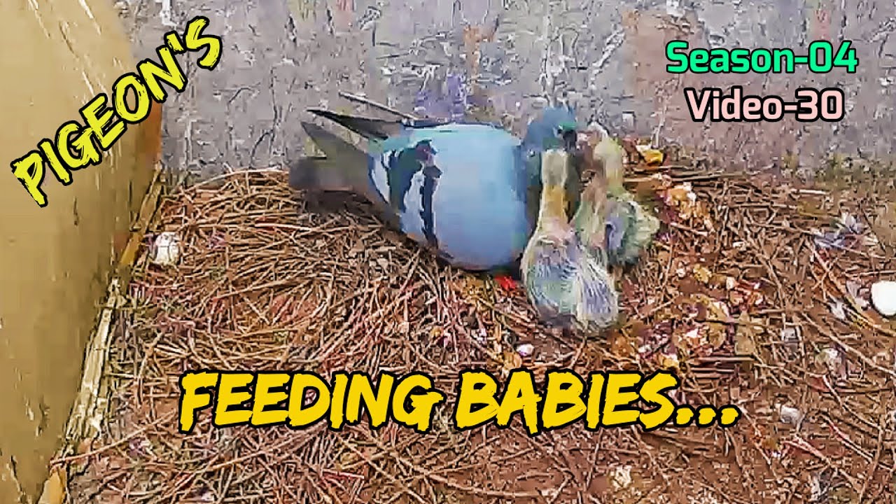 pigeon feeding babies | Amazingly feeding - YouTube