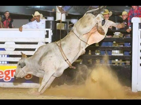 Os Melhores Touros Cia de Rodeio Centro Oeste - YouTube