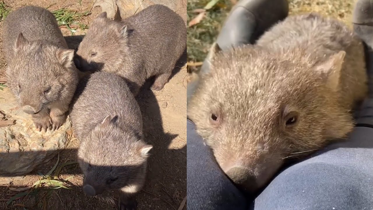 Cute Wild Animal That You Need To Know 🐨🐨🐨🐨🐨 - YouTube