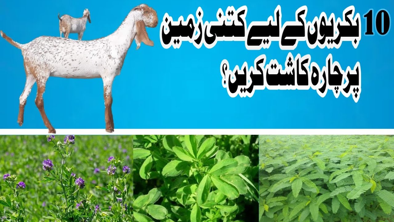 10 Bakrion Ke Lye Kitni Zameen Par Chara Kasht Kren: Bakrion Ke Lye ...