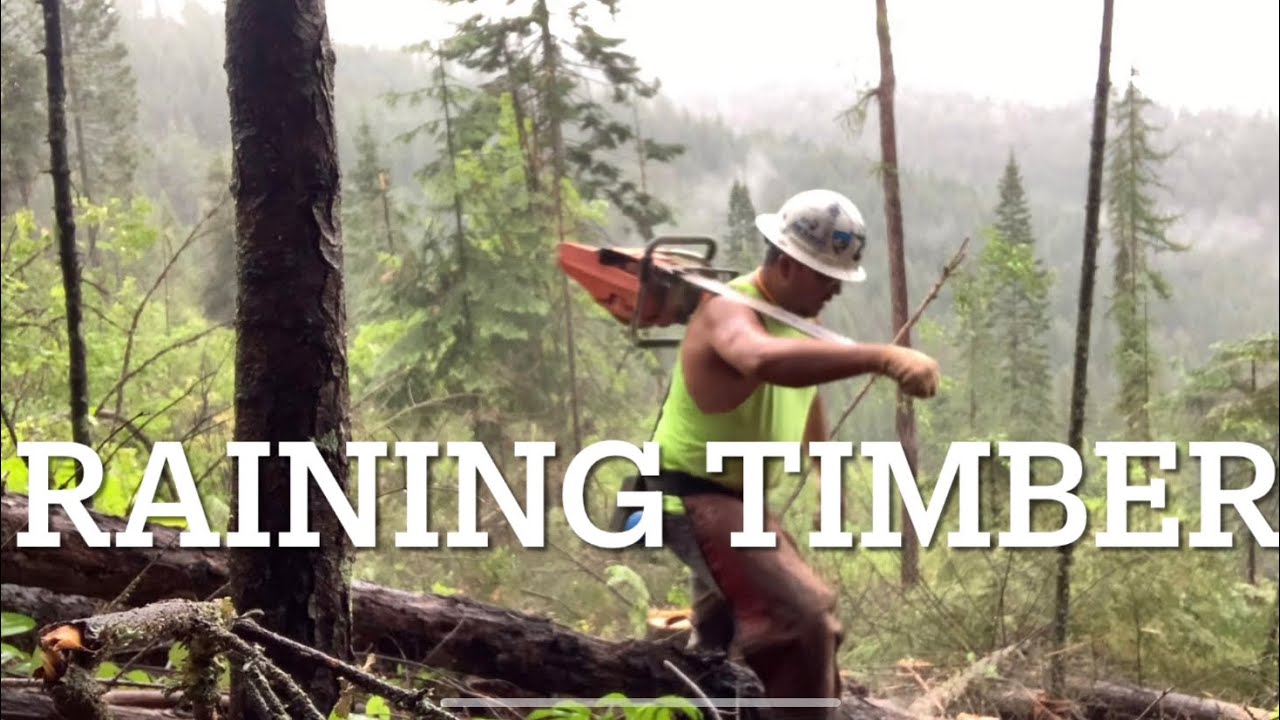 Timber Falling in The PNW! ⛰ 🌲 🪓 - YouTube
