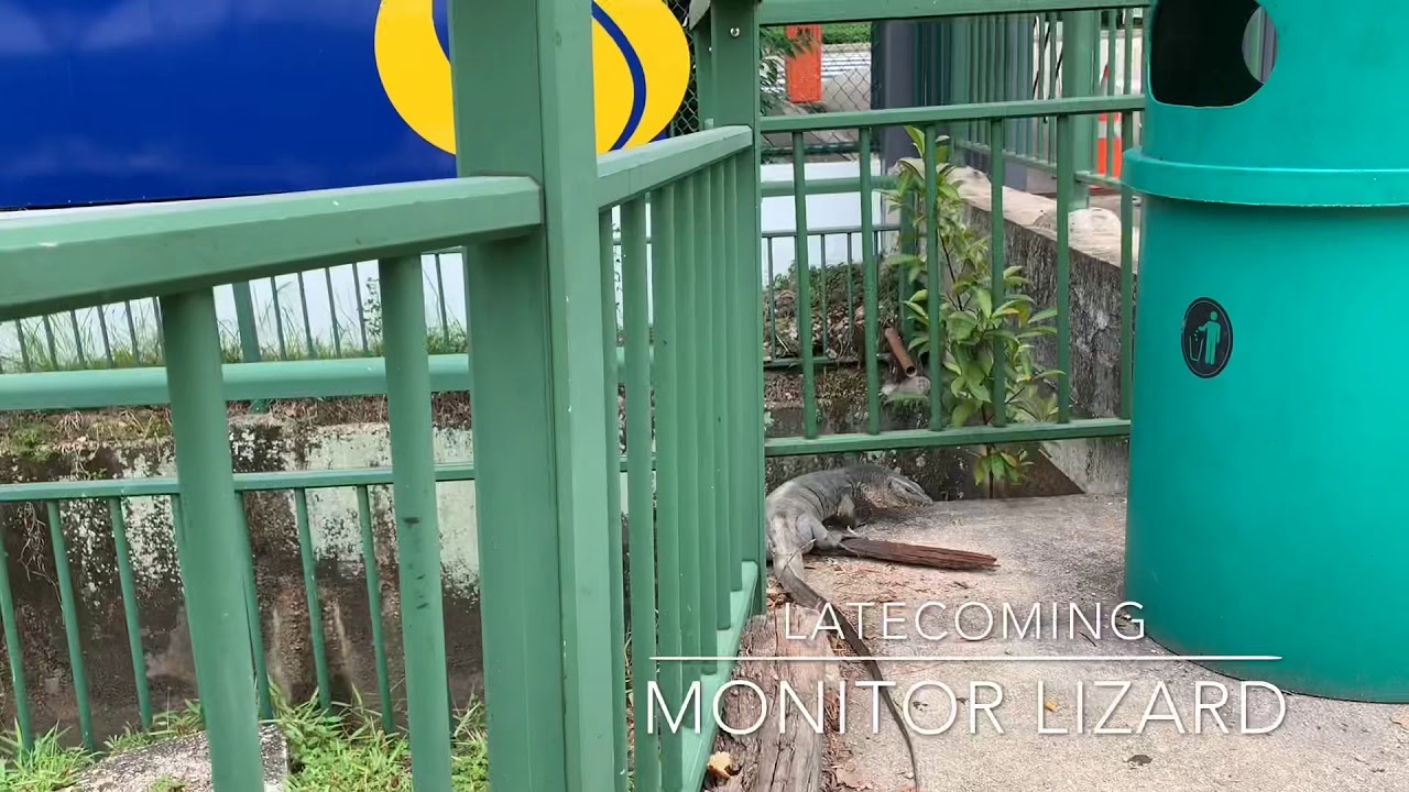 The Monitor Lizard That Was Late For School on 30 Apr - YouTube