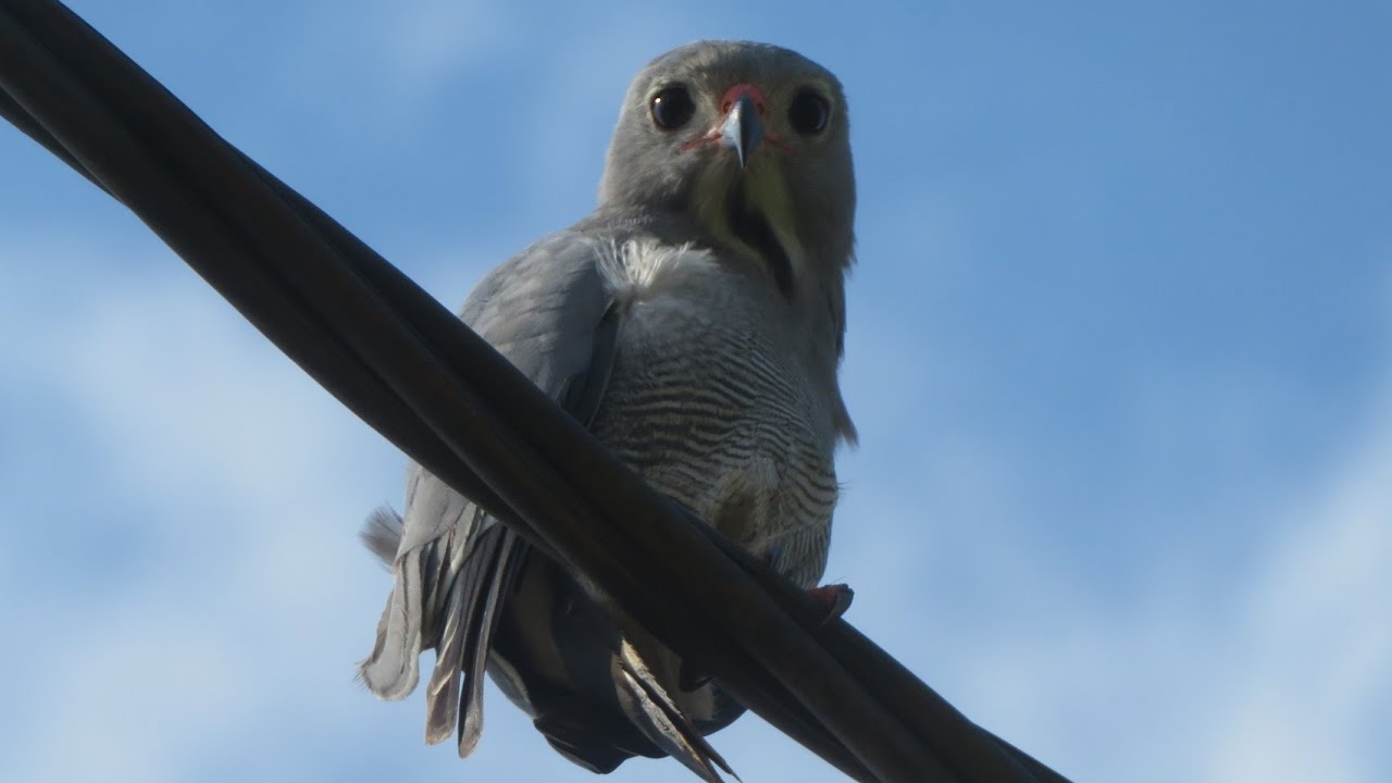 See The Gorgeous Lizard Buzzard Bird (Kaupifalco monogrammicus) or ...