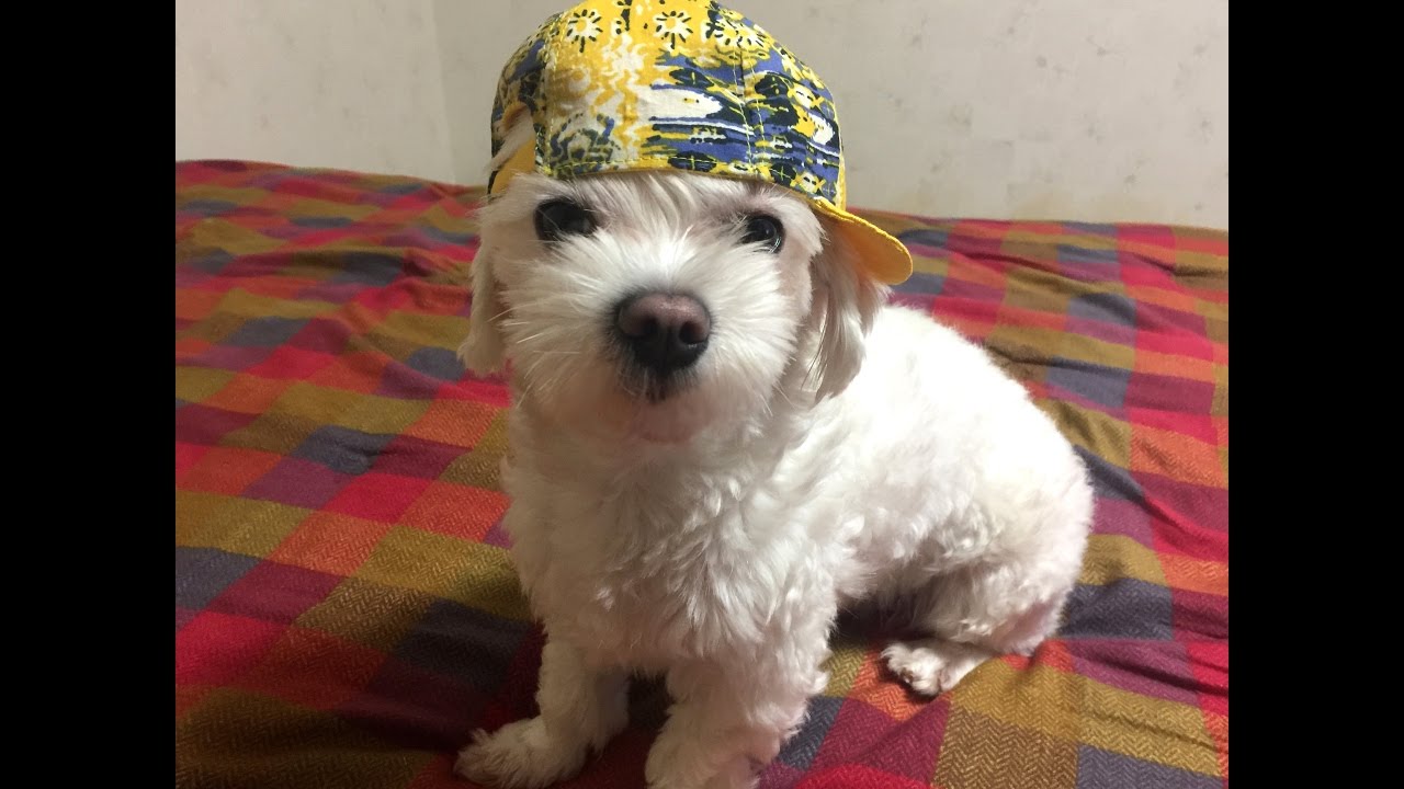 스웩~ 강아지 힙합 스냅백 만들기 (How to make a dog snapback/cap ) - YouTube