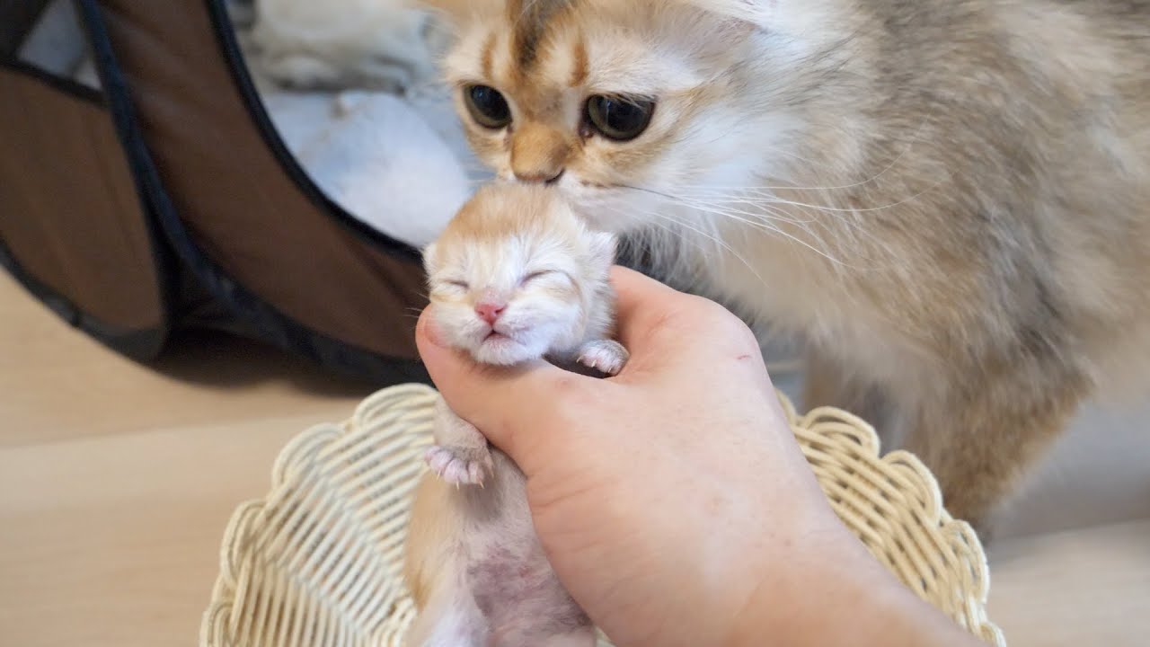 Cute newborn baby kitten and new mommy cat... - YouTube