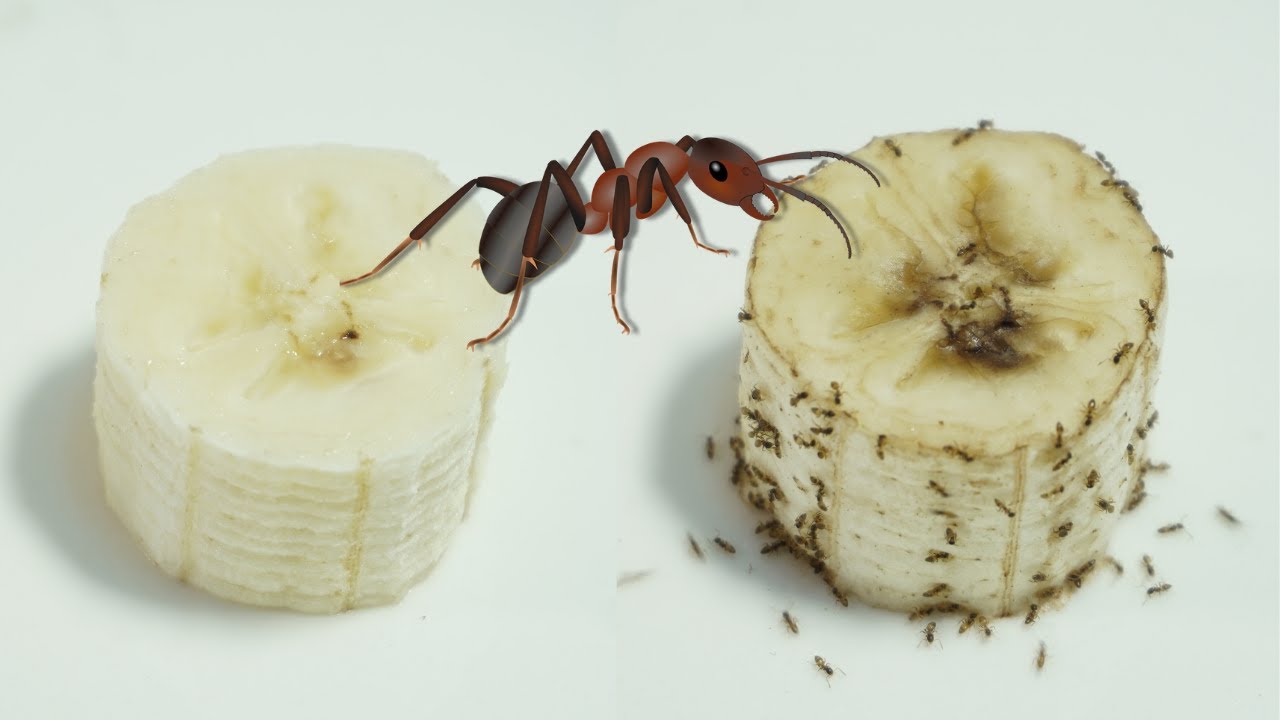 Ants With Banana | Banana Timelapse. - YouTube