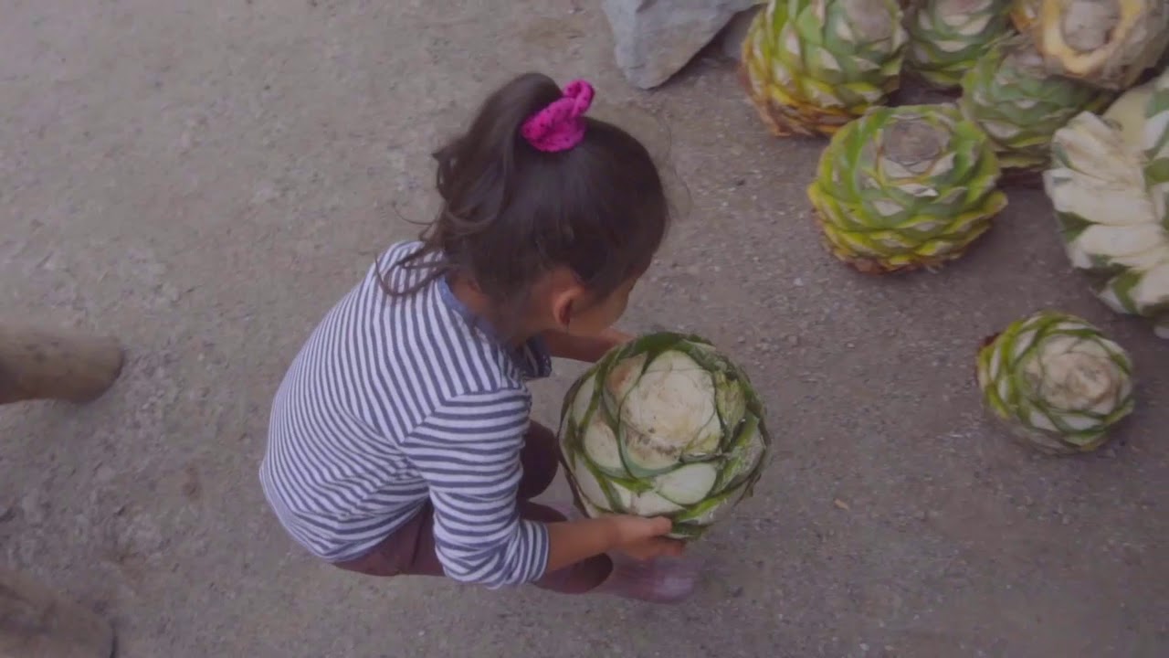 The Process of Making Artisanal Mezcal Trailer - YouTube