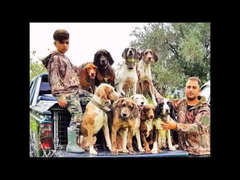 ΚΥΝΗΓΙ ΛΑΓΟΥ # LITSE TEAM # 1 # KOSTAS CHRISTODOULIDIS # KINIGI LAGOU ...