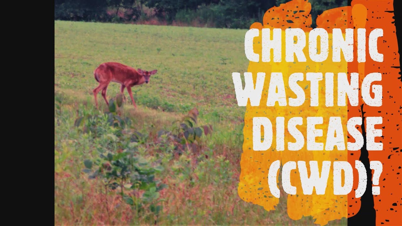 Chronic Wasting Disease in deer | Kronik İsraf Hastalığı (CWD) - YouTube