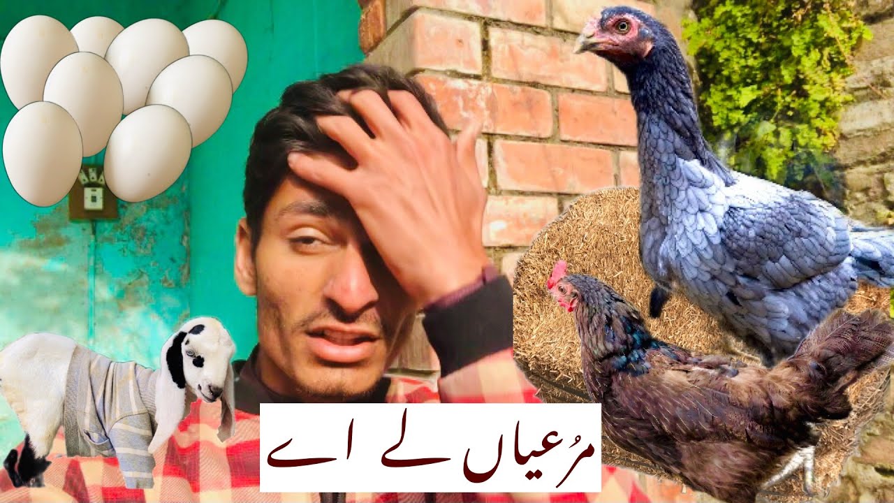 Hens goats and egg farming in a home - YouTube