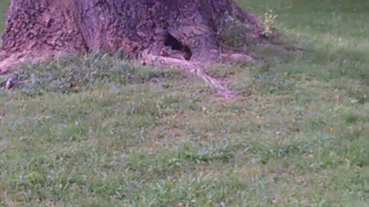 Golf course groundhog young'uns - YouTube