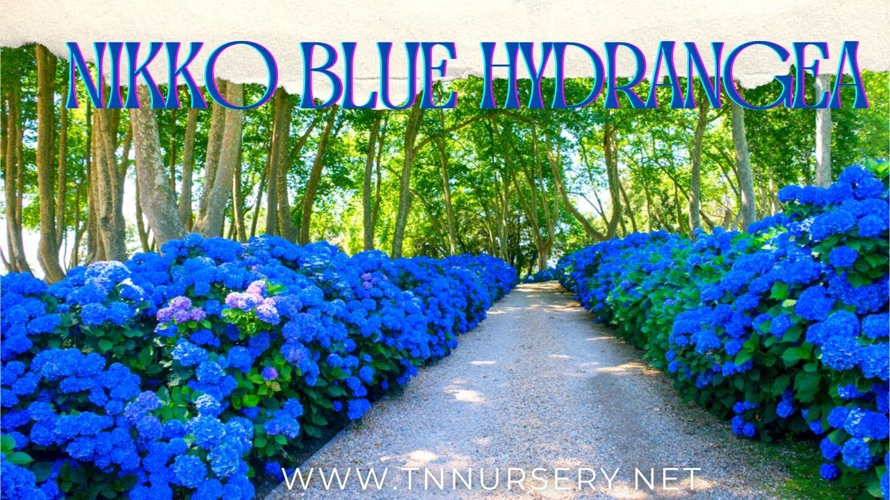 Nikko Blue Hydrangea Hedge I Bought A Pair Of Nikko Blue Hydrangeas In