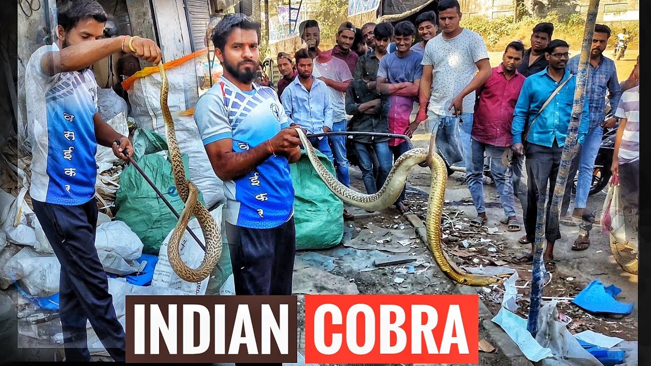 Indian Cobra safely rescue (Nag) Watch Full Video - YouTube