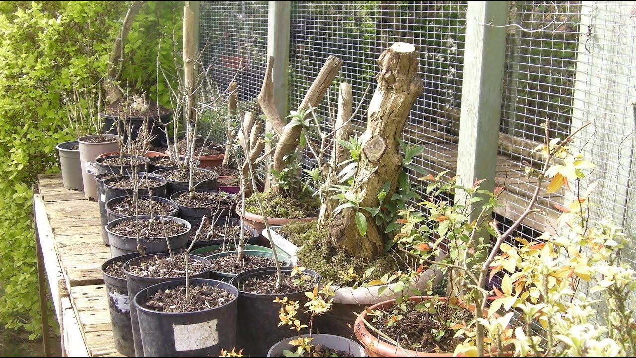 Buddleia & Sycamore Tanuki Projects - March 2024 - YouTube