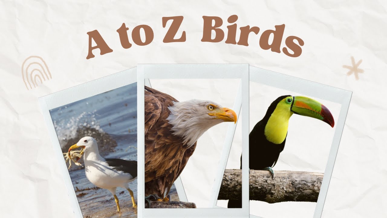 Bird Names | A to Z Birds | Bird | ABC Birds with pronunciation | ABC ...
