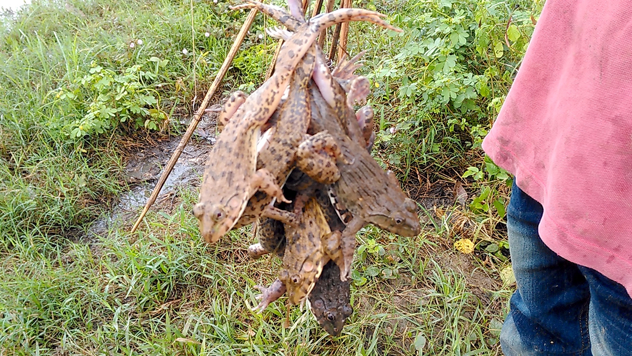 The FROG trap Style in my village, Life of Natural Foods - YouTube