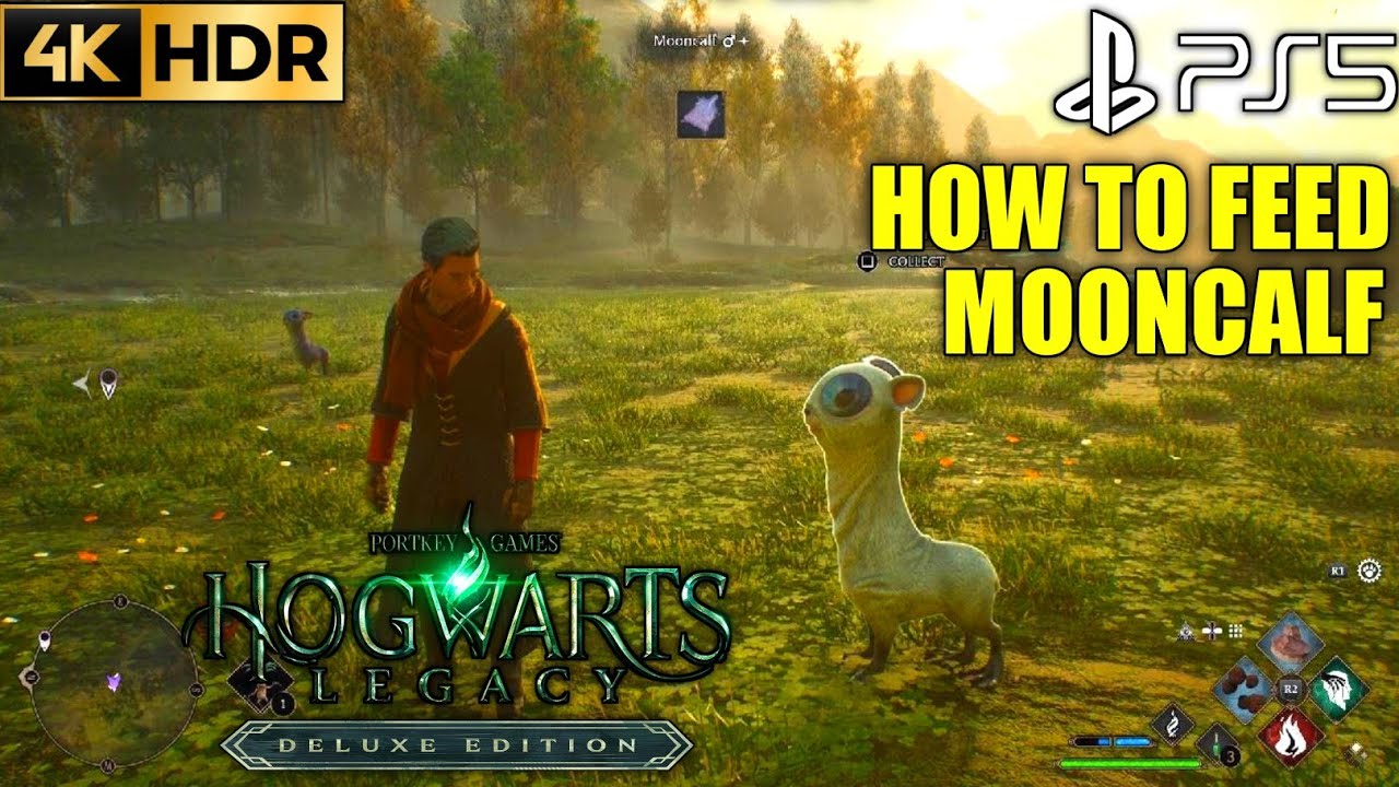 How to Feed Mooncalf HOGWARTS LEGACY How to Feed Mooncalf | PS5 ...