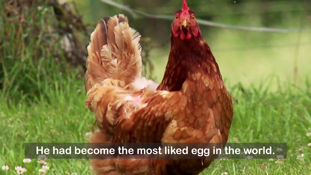 Al Ain Farms - World Record Chicken - YouTube