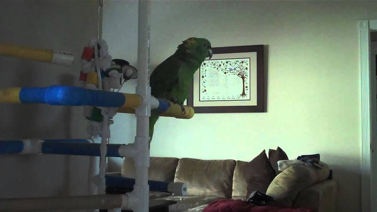 Goose the Parrot Talks, Sings, and makes nosies like a Saxophone. - YouTube