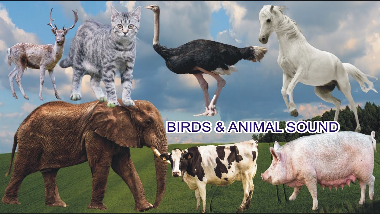 Animal Sounds - Cow, Buffaloes, Monkey, Cat, Deer, Camel, Dog .. - YouTube