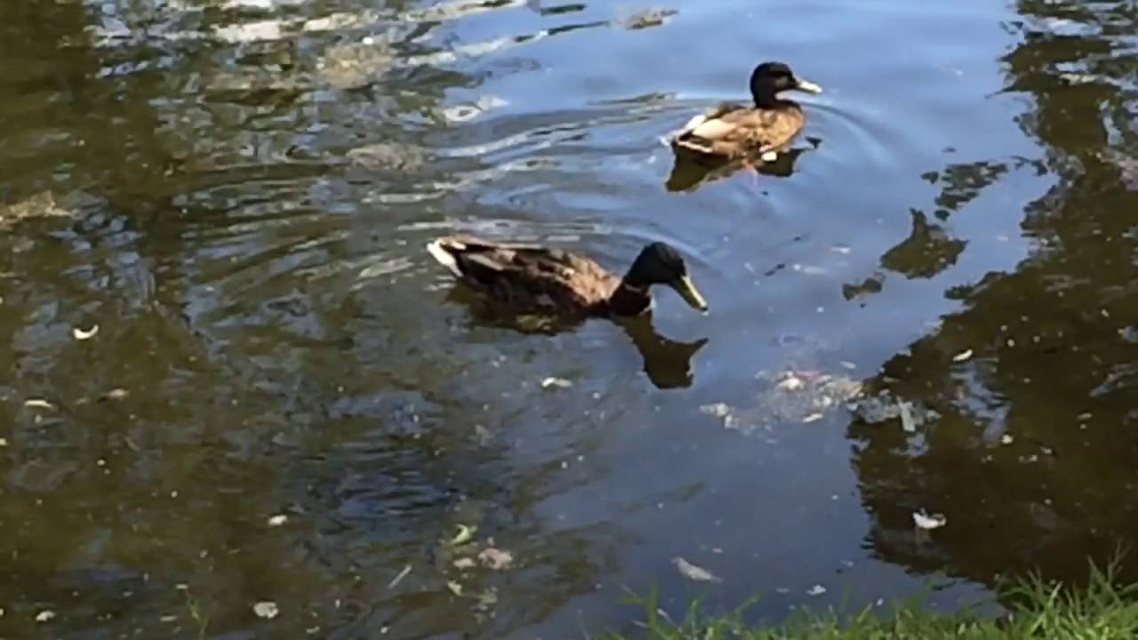 Duck kill with catapult SLOW MOTION !!!! - YouTube