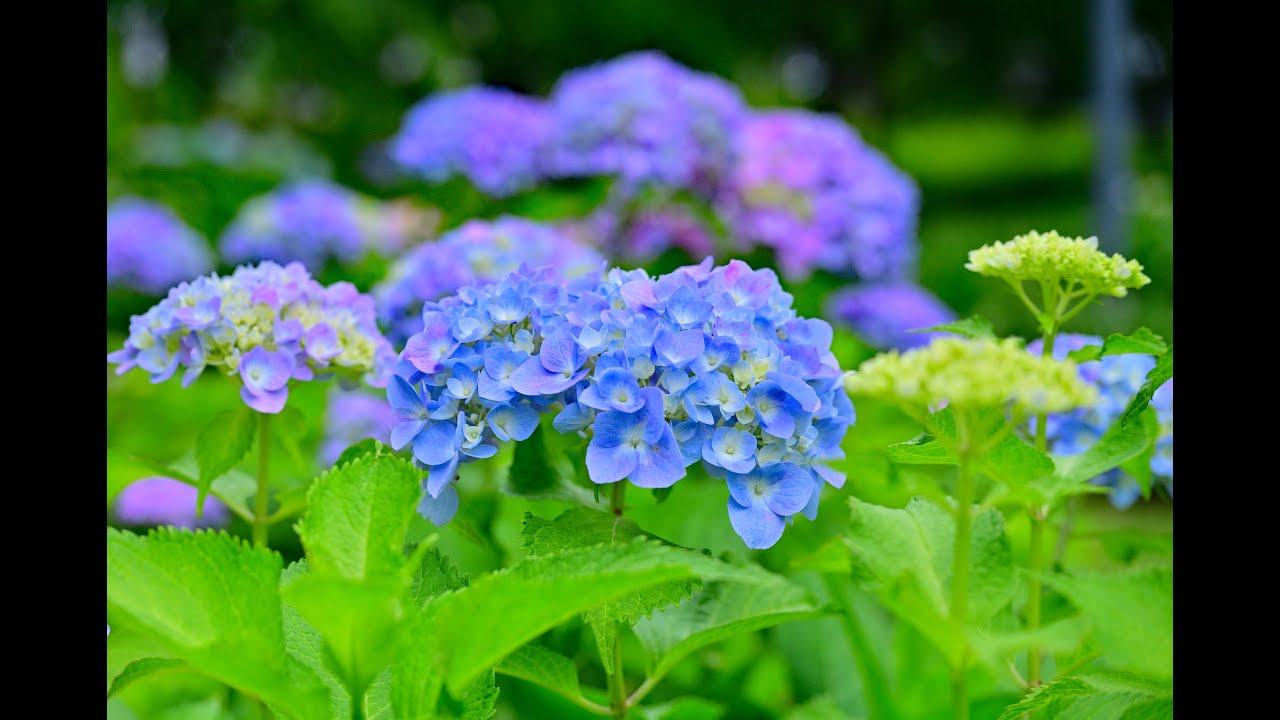 紫陽花の詩（4K）＃Hydrangea Poem＃绣球花诗＃수국의 시＃紫陽花＃富士山＃霧＃箱根登山鉄道＃明月院＃あじさい電車＃西武鉄道 ...