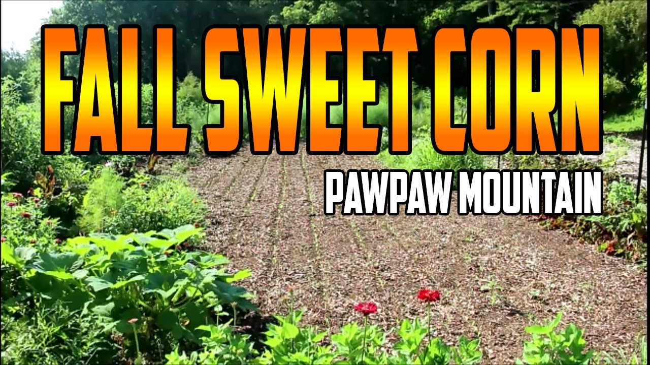 Fall Sweet Corn Patch - Garden Tour - YouTube