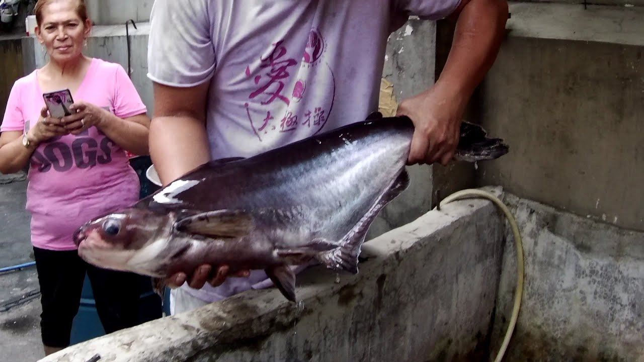 ANG BILIS LUMAKI NG ALAGANG ISDA. - YouTube