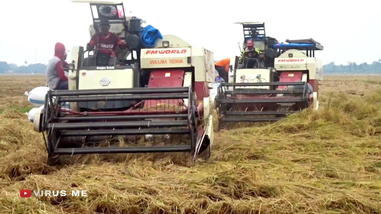 DUA KOMBEN BIMO MEMANEN PADI REBAH - YouTube