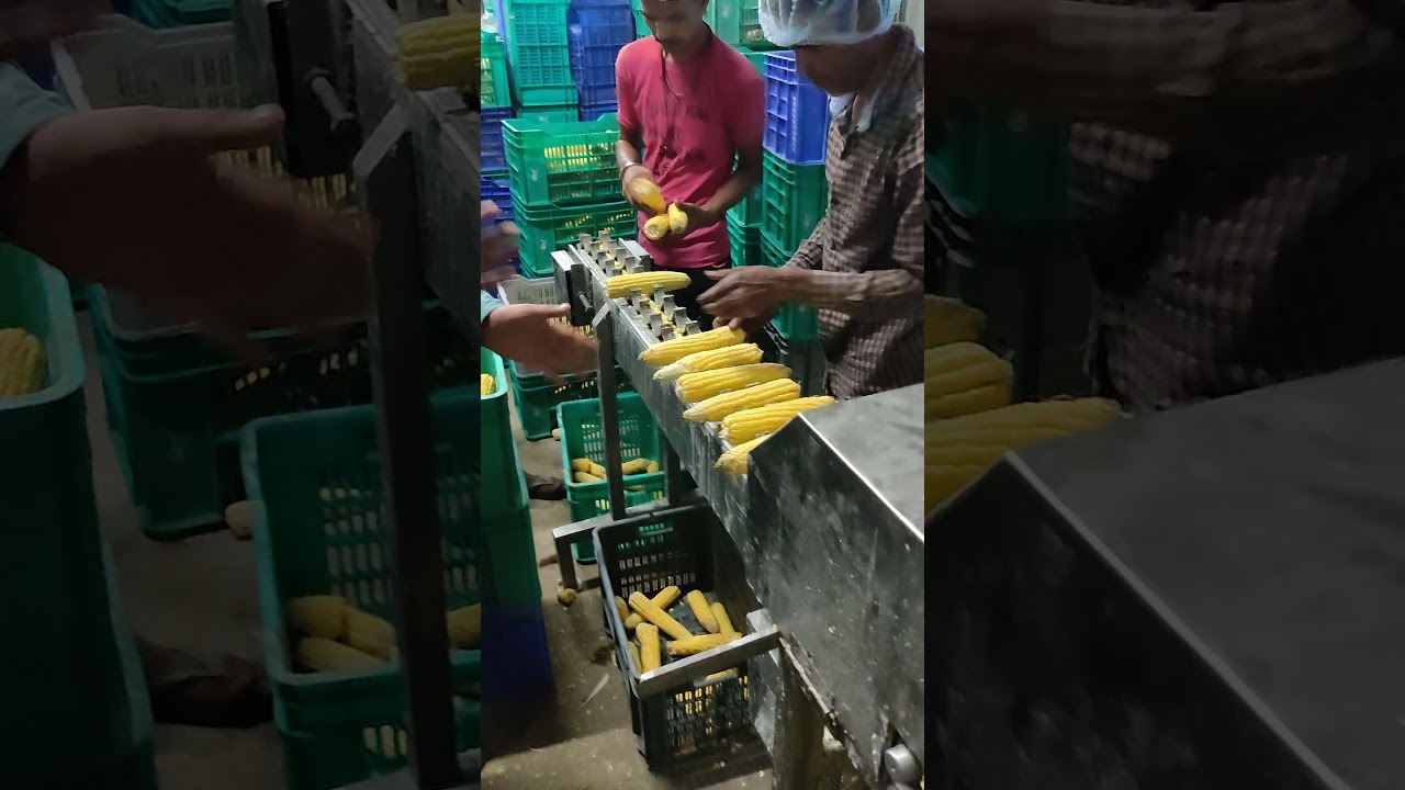 continuous Cob cutting machine 1.5MT /hr capacity - YouTube