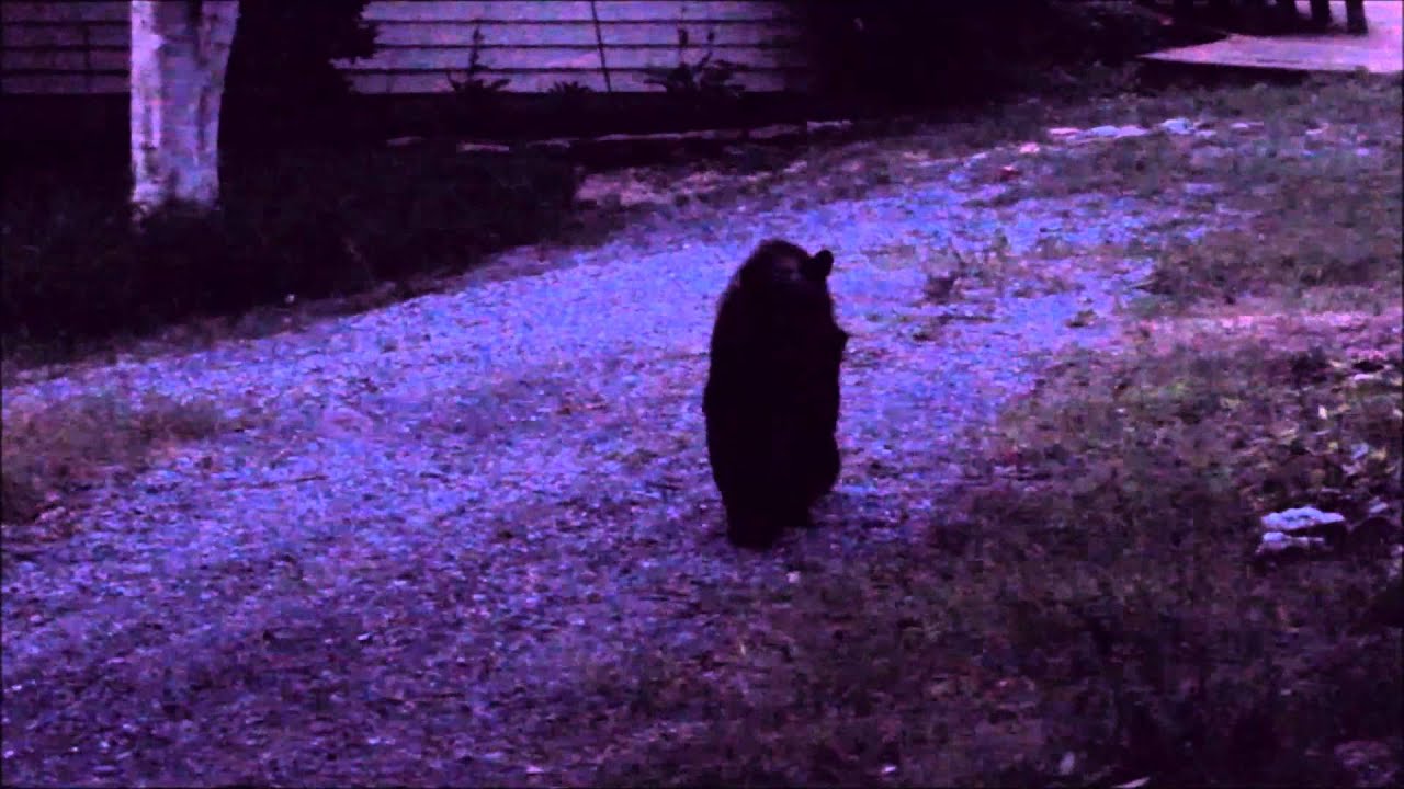 Black Bear at Night - YouTube