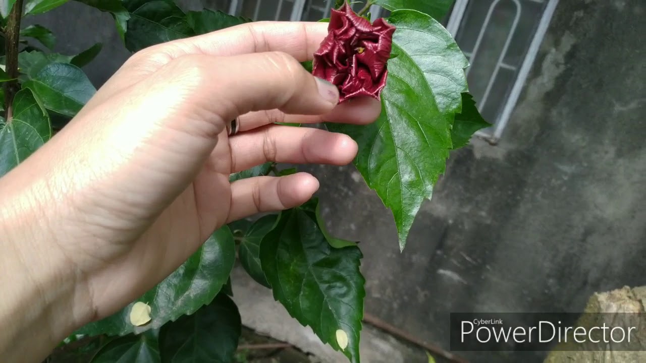 Bulak kag ulutanon (flowers and veggies)#simplelife #hiligaynonspeak ...