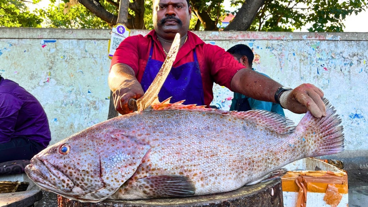 KASIMEDU SPEED SELVAM GROUPER KALAVAN FISH CUTTING VIDEO CUTTING FOCUS ...