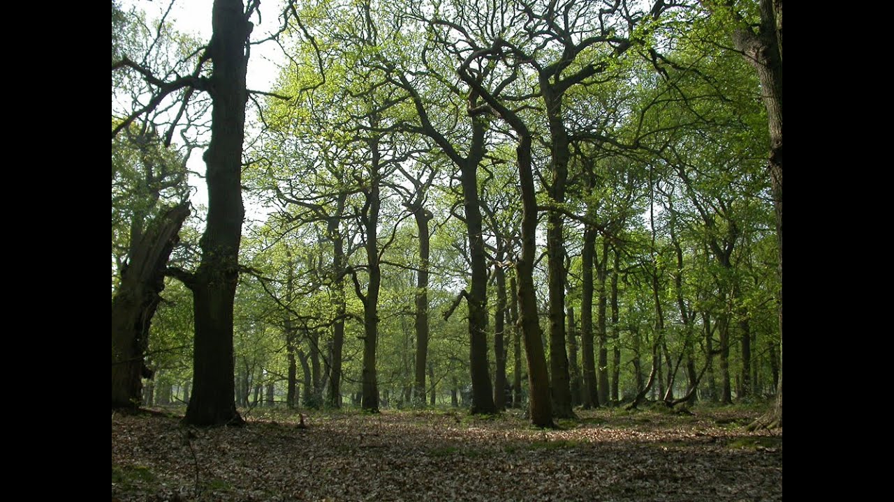 The humming trees - experiencing woodland - YouTube