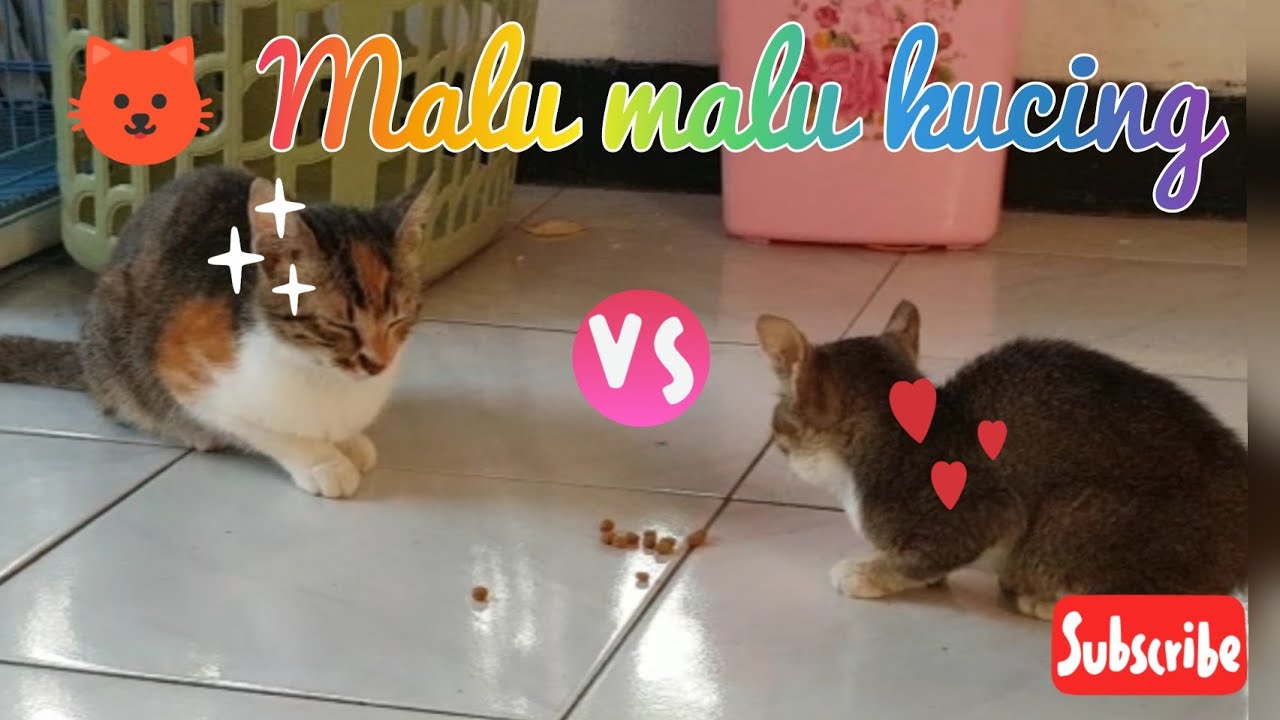 Malu malu kucing | pretending to be shy - YouTube