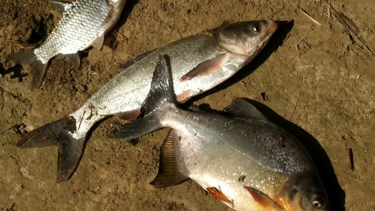 How to fishing || Indian fishing technology || pond fish - YouTube