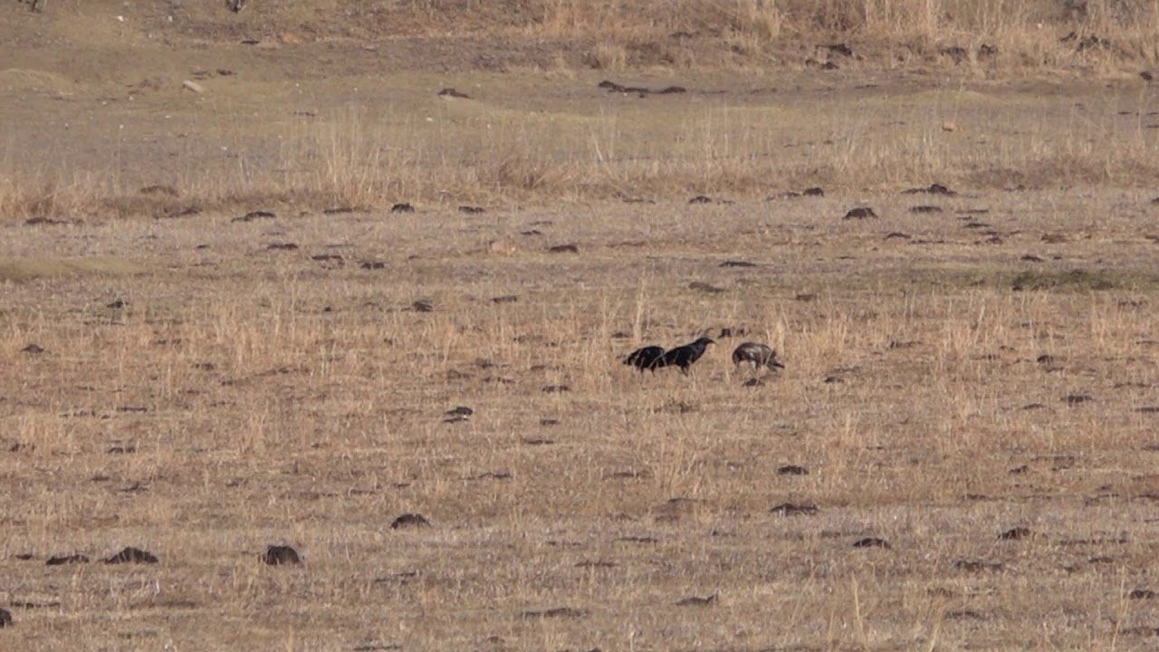 Red-Tailed Hawk Defending Prey Against Two Common Ravens - YouTube