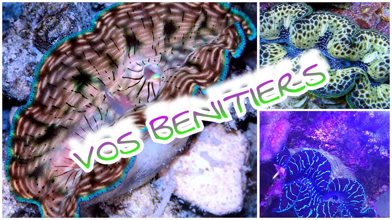 Présentation de vos bénitiers - YouTube