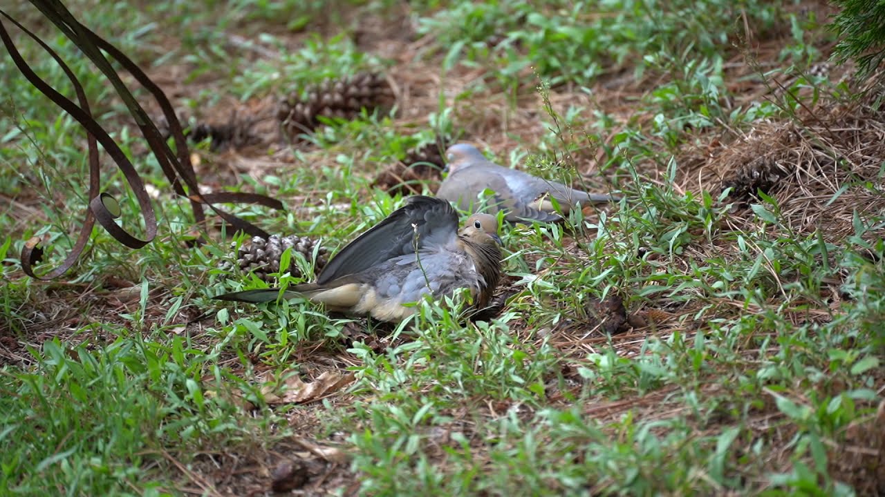 Dove teaches how to relax and stretch - YouTube