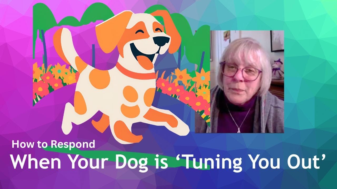 How to Respond When Your Dog is ‘Tuning You Out’ - YouTube