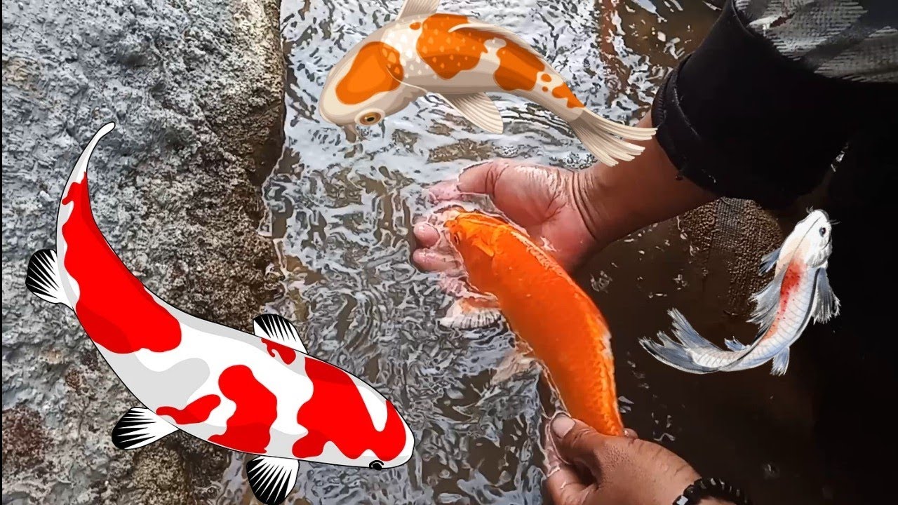 Menemukan ikan koi besar di sawah || flaying fish - YouTube